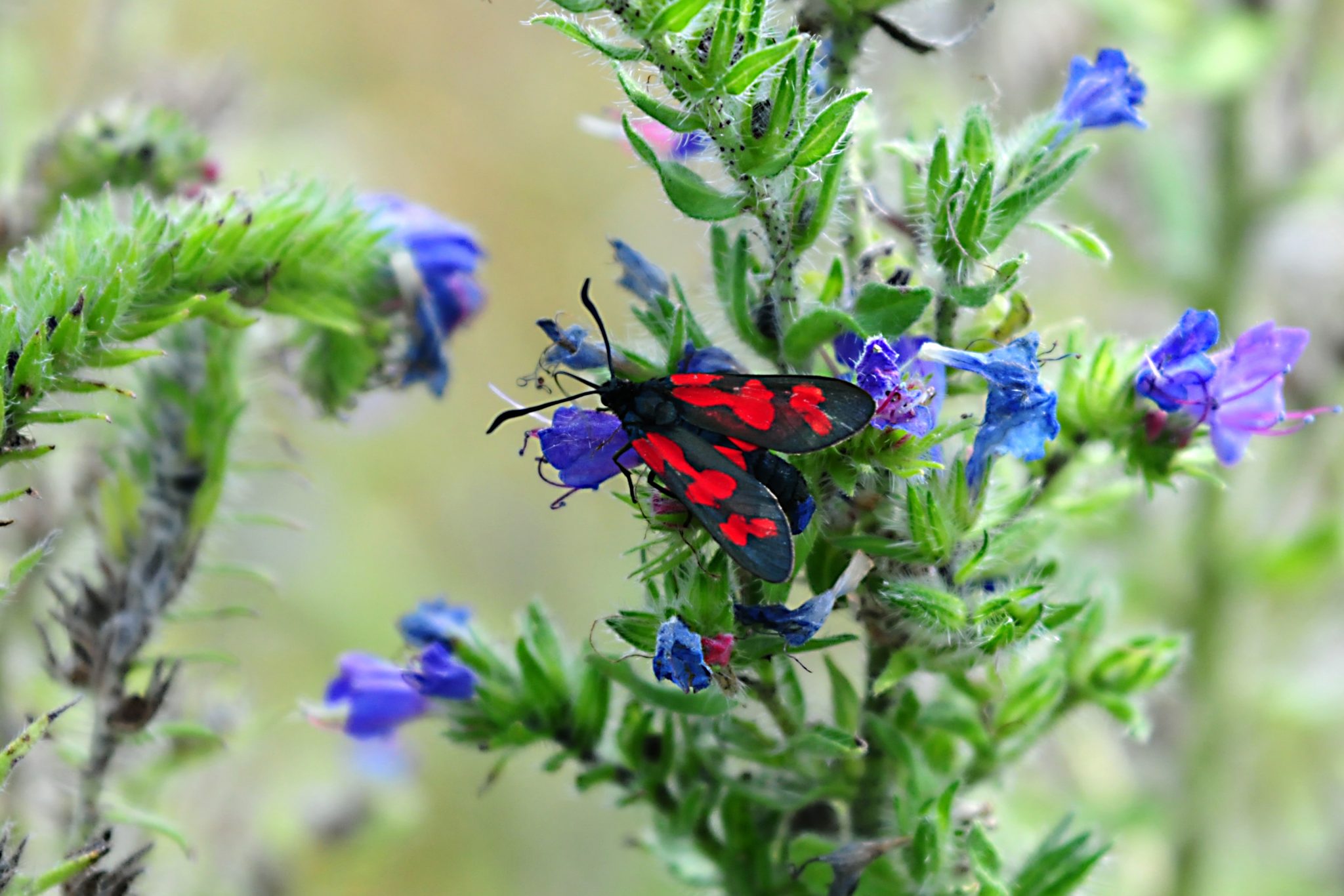 Wandelen in Bolderberg rond de Kluis & Domein Bovy | Heusden-Zolder