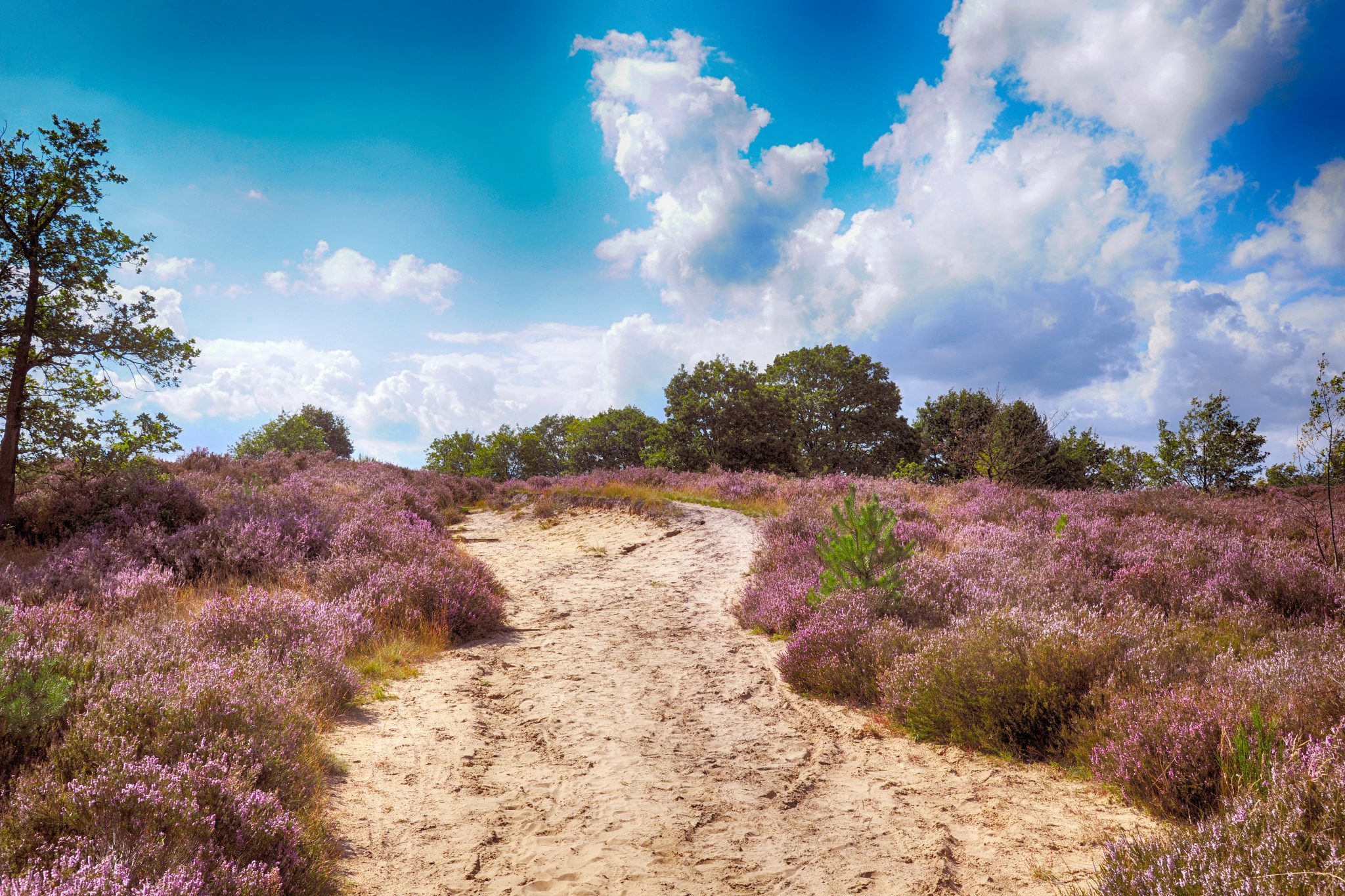 Wandelen in Bolderberg rond de Kluis & Domein Bovy | Heusden-Zolder