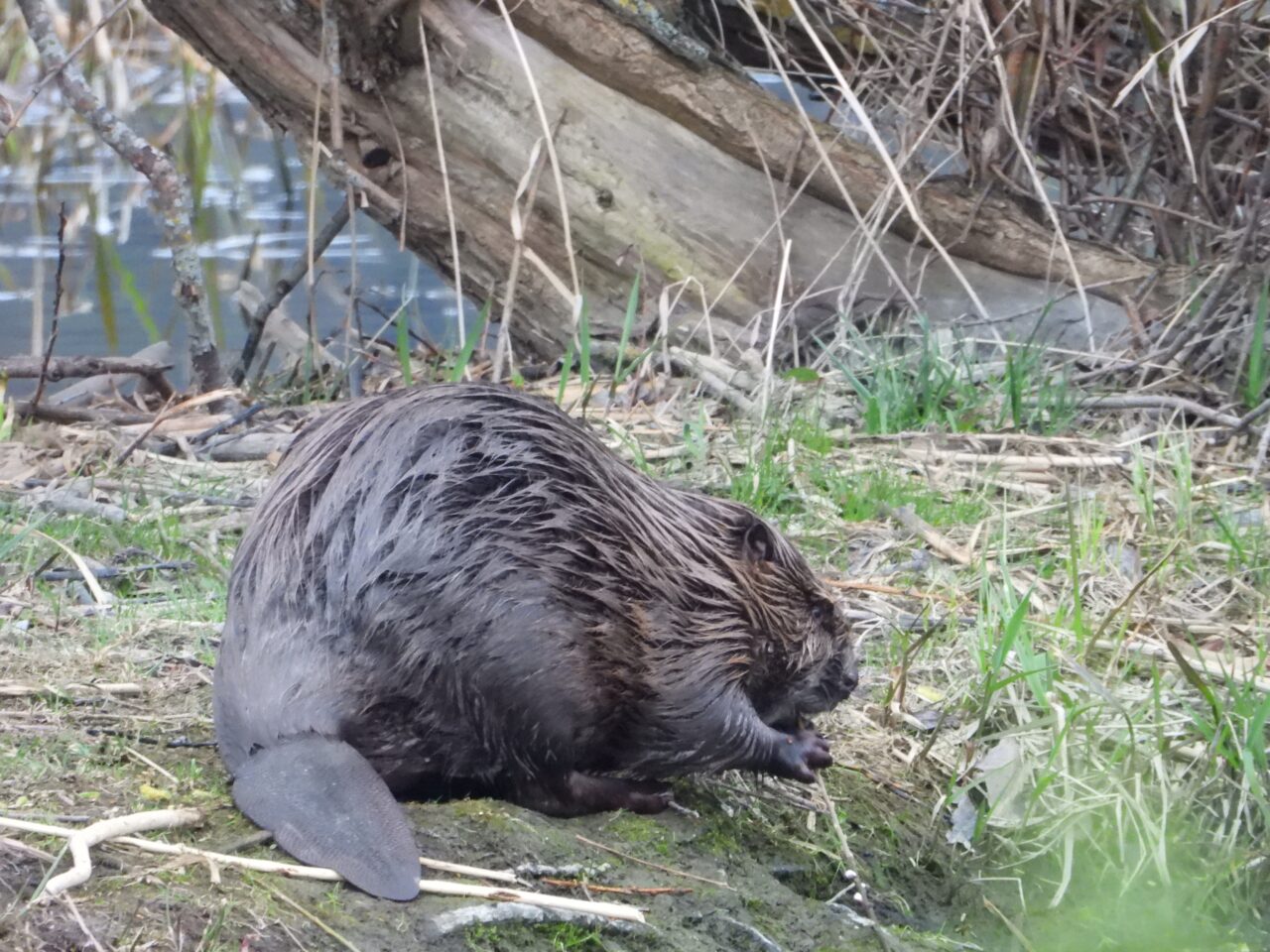 Hoe bouwt een bever zijn burcht? – Negenoord, Dilsen-Stokkem | Limburgs ...