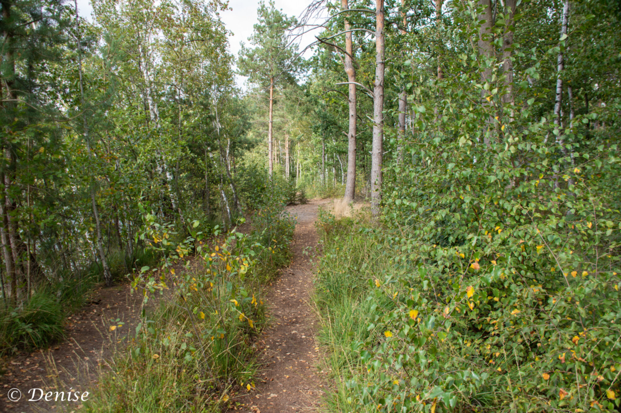 Natuurgebied Groene Delle | Limburgs Landschap