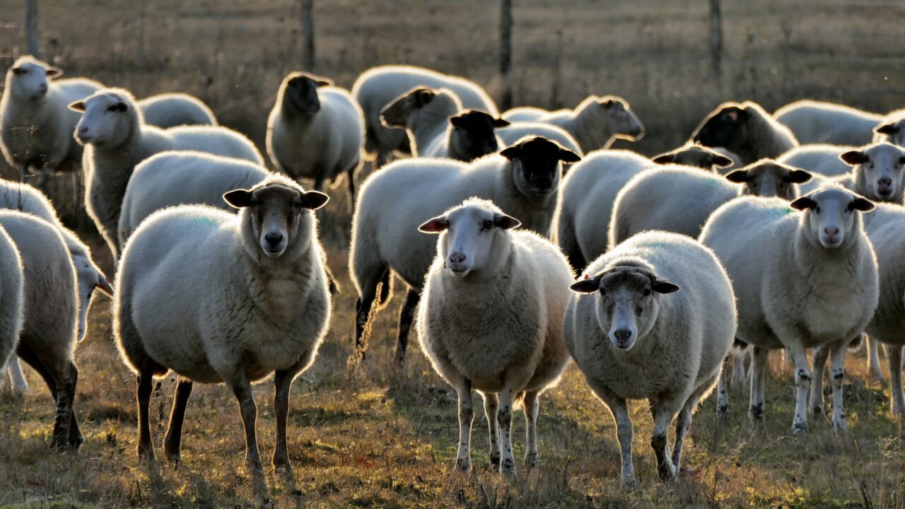 Dag van het schaap - Houthalen | Limburgs Landschap